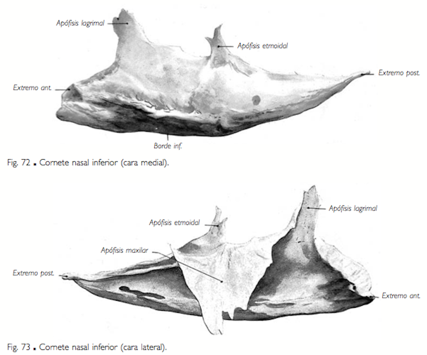 Cornete Nasal Inferior :: Osteología Artrología UCACUE