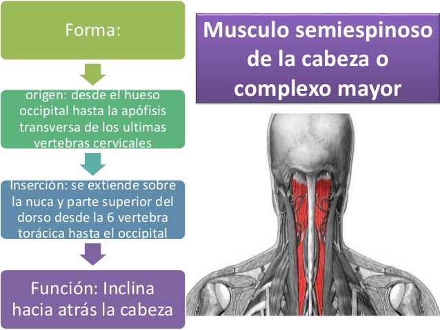 M. Longísimo Cabeza (complexo mayor) :: Osteología Artrología UCACUE