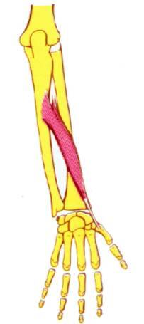 M. Extensor Corto del Pulgar :: Osteología Artrología UCACUE